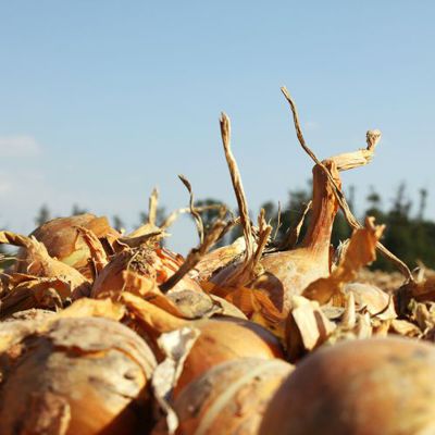 Culinary - special dishes - Symrise