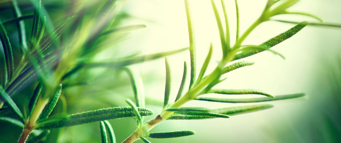 Botanical Inspirations - Symrise